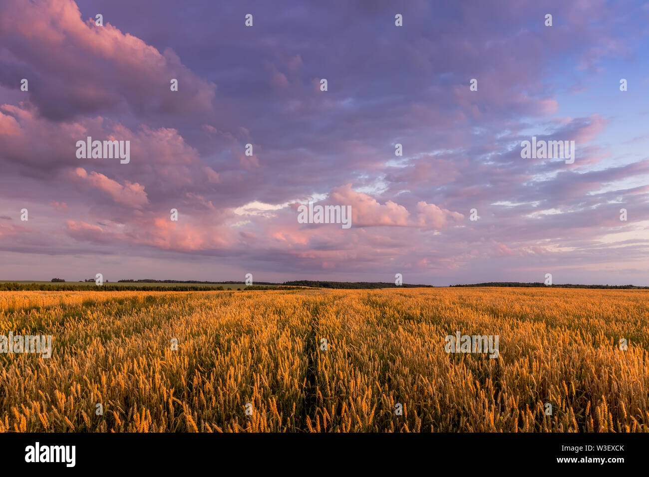 Scene of twilight on the field with young rye or wheat in the summer ...
