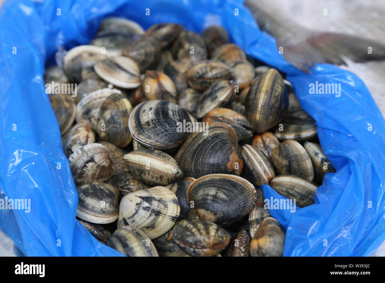 Shells of different colors for sale in the market Stock Photo - Alamy