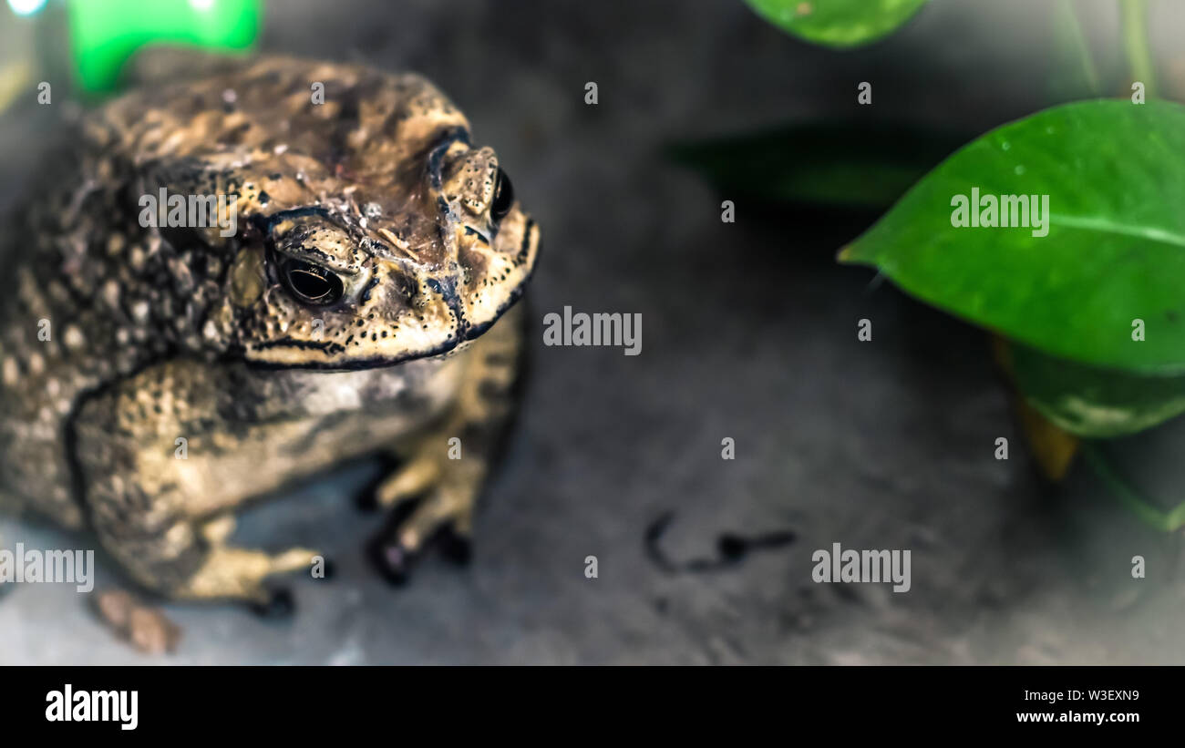 Toad Face portrait of large amphibian in the nature habitat. Animal in ...
