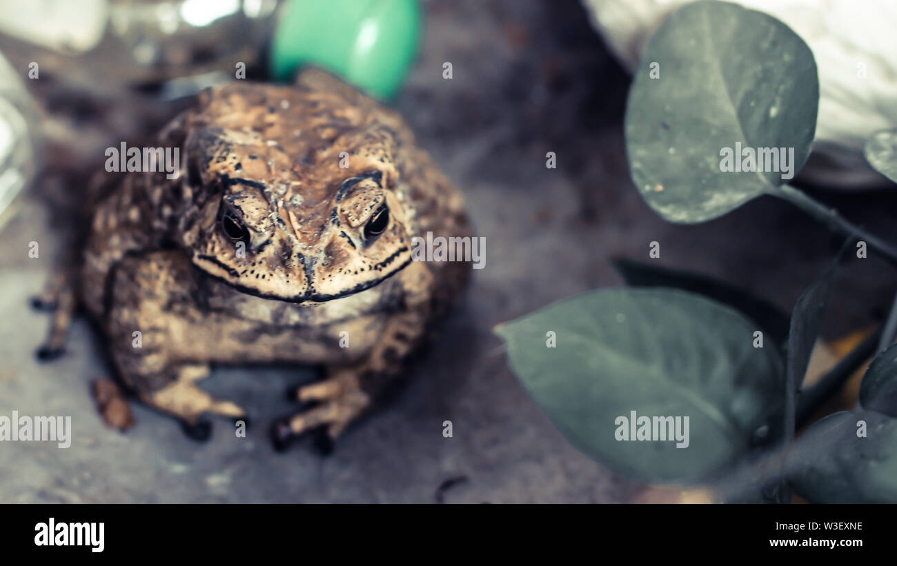 Toad Face portrait of large amphibian in the nature habitat. Animal in ...