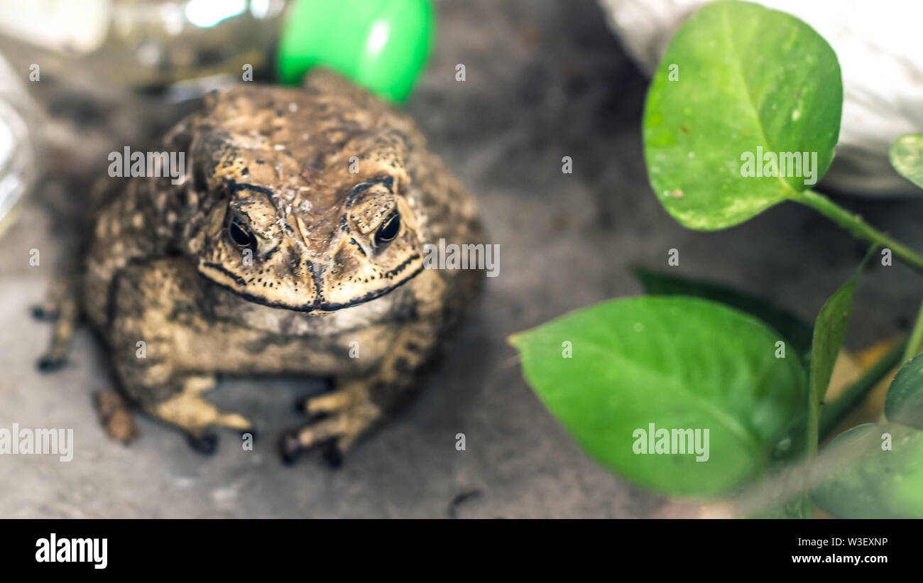 Toad Face portrait of large amphibian in the nature habitat. Animal in ...