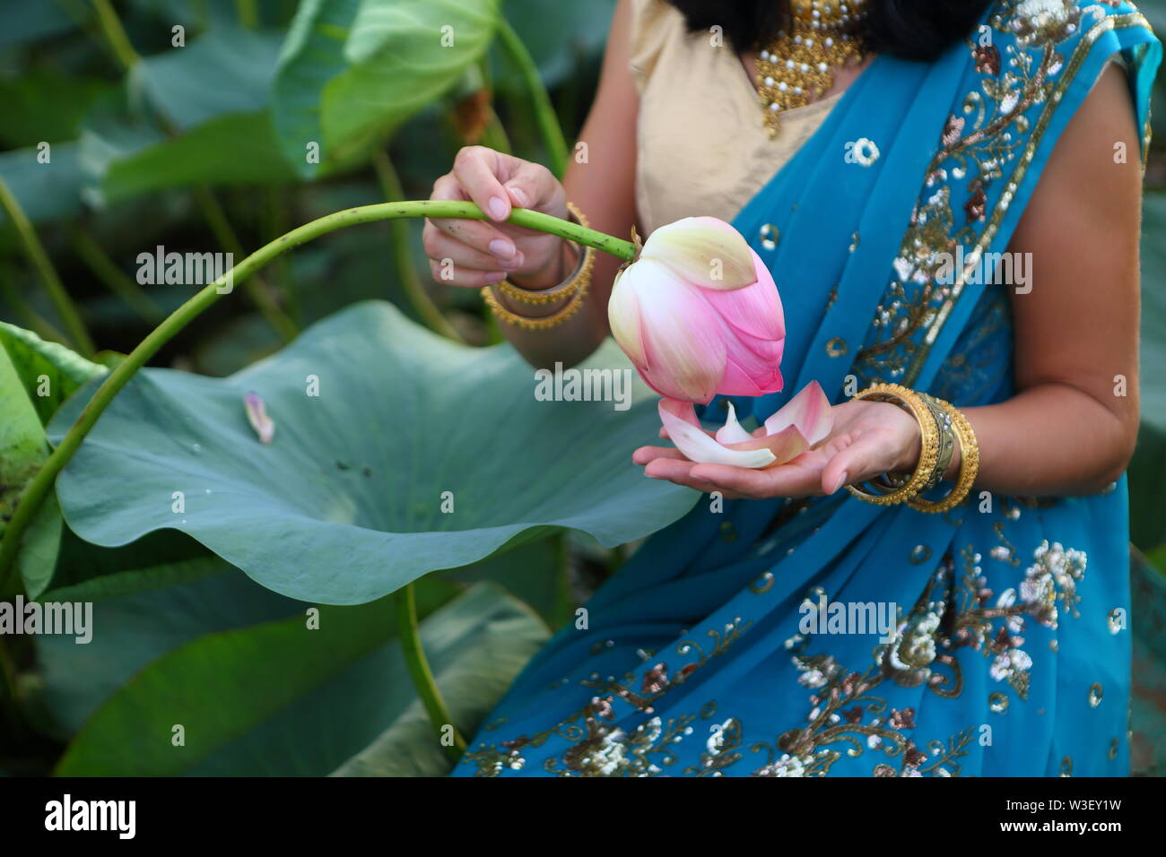 Hands holding lotus flower hi-res stock photography and images - Alamy