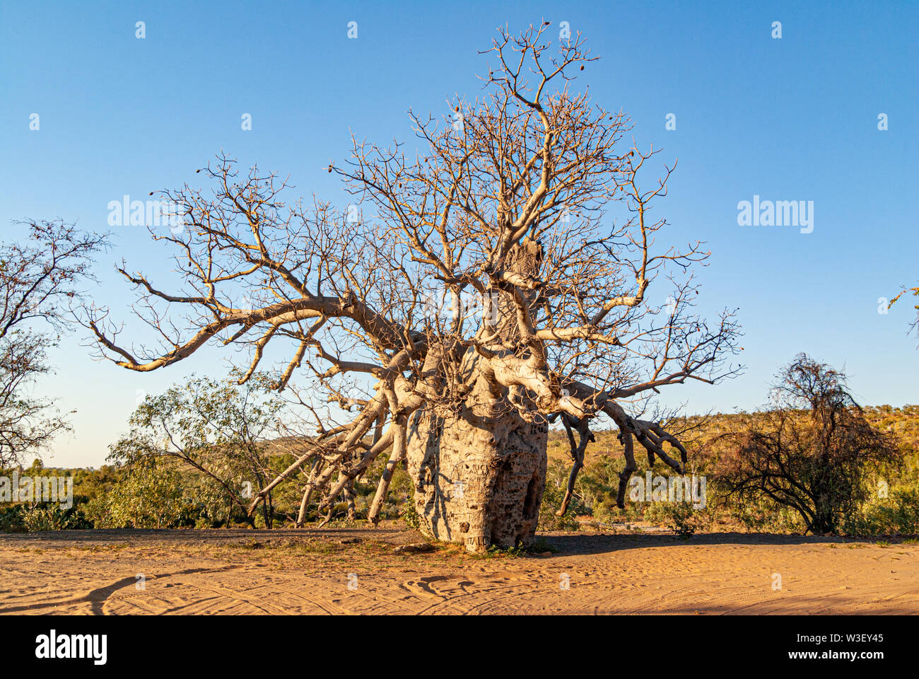 WYNDHAM BOAB PRISON TREE, NEAR WYNDHAM, WESTERN AUSTRALIA, AUSTRALIA ...