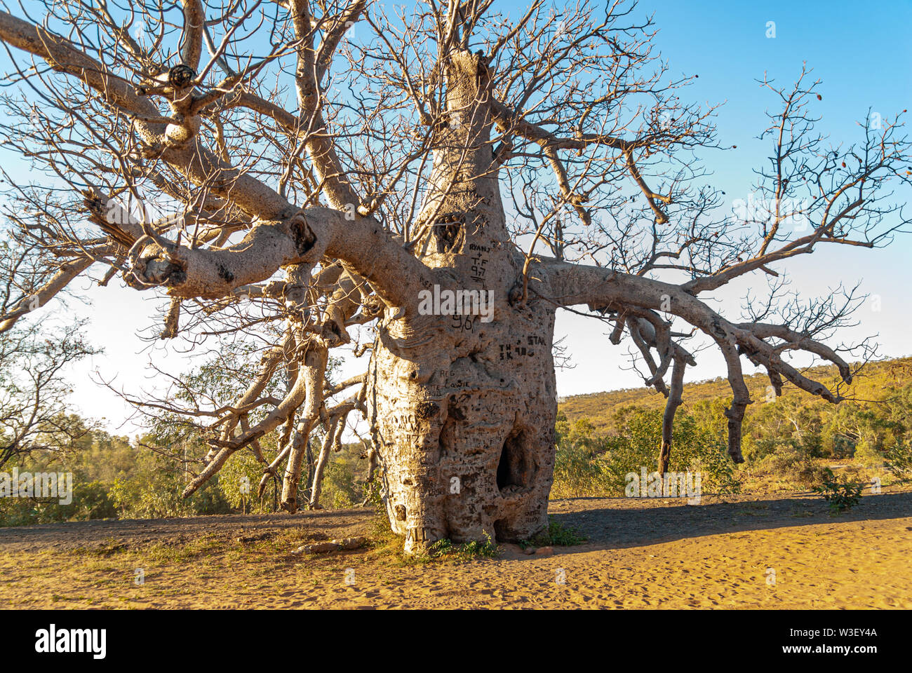 WYNDHAM BOAB PRISON TREE, NEAR WYNDHAM, WESTERN AUSTRALIA, AUSTRALIA ...