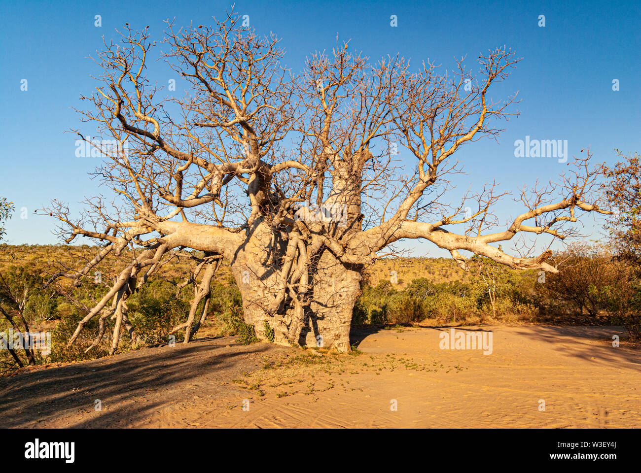 WYNDHAM BOAB PRISON TREE, NEAR WYNDHAM, WESTERN AUSTRALIA, AUSTRALIA ...