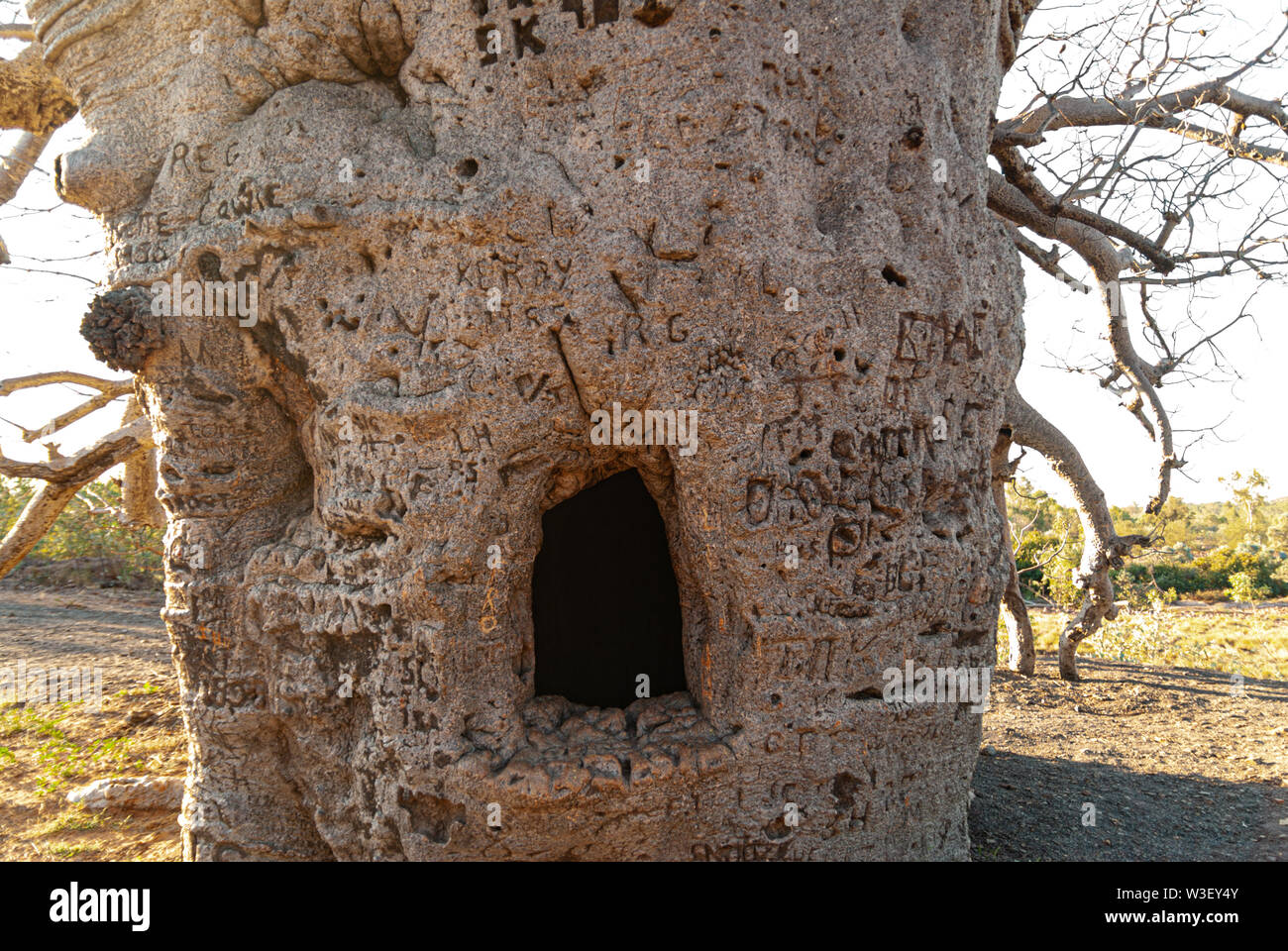 WYNDHAM BOAB PRISON TREE, NEAR WYNDHAM, WESTERN AUSTRALIA, AUSTRALIA ...