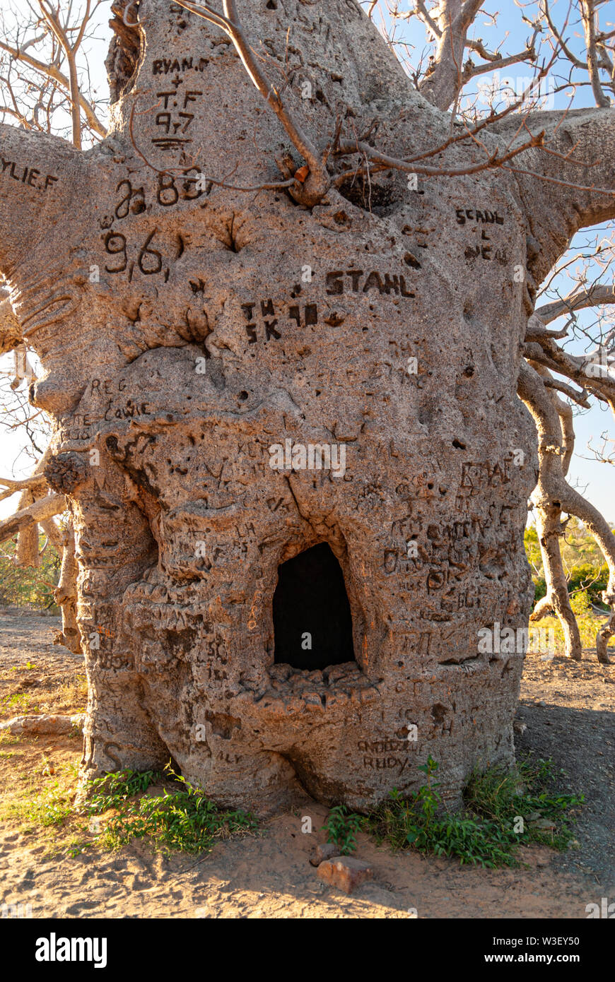 WYNDHAM BOAB PRISON TREE, NEAR WYNDHAM, WESTERN AUSTRALIA, AUSTRALIA ...