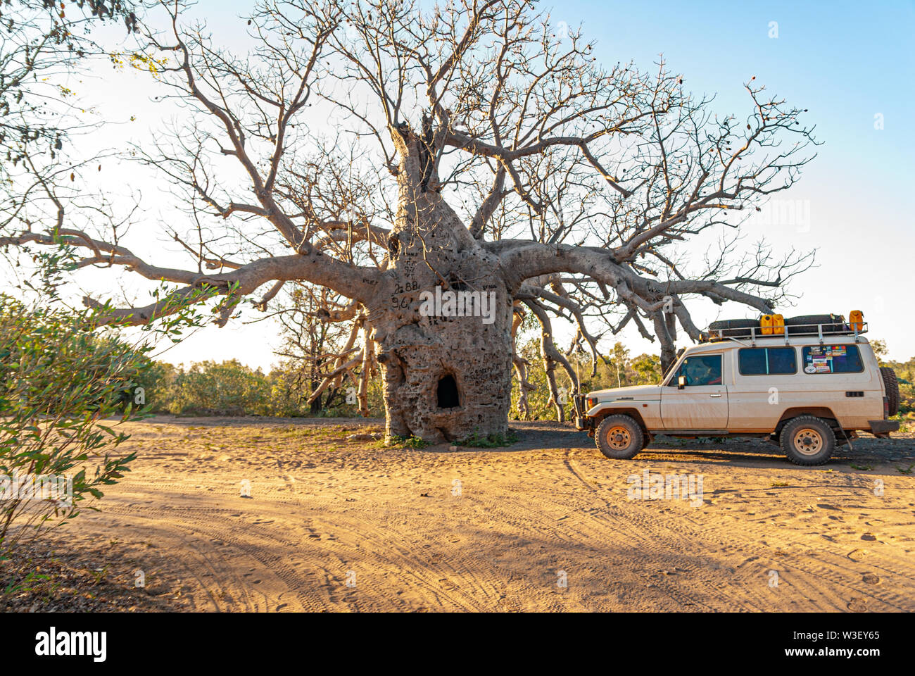 WYNDHAM BOAB PRISON TREE, NEAR WYNDHAM, WESTERN AUSTRALIA, AUSTRALIA ...