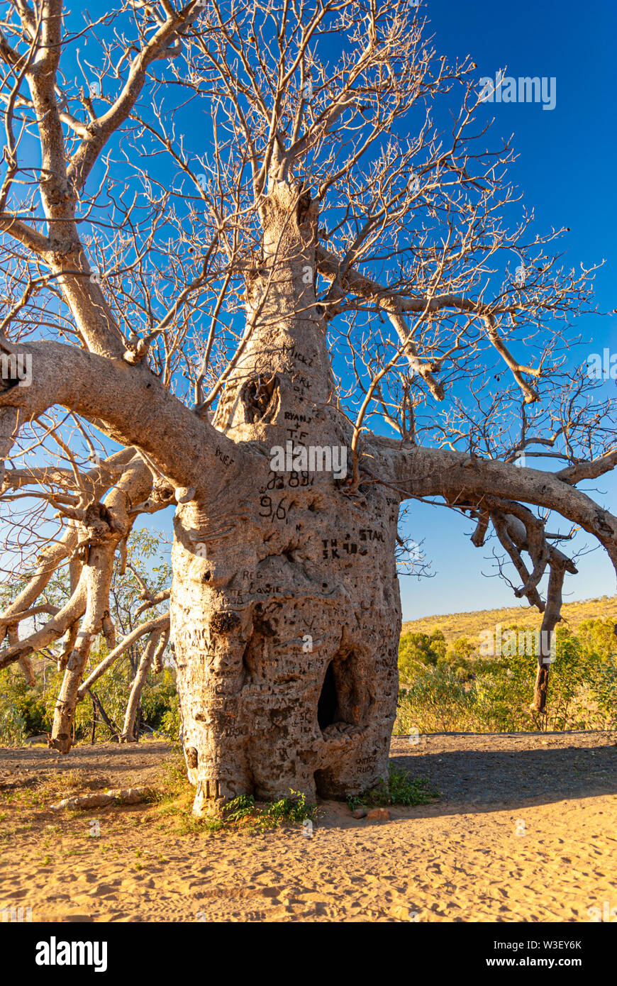 WYNDHAM BOAB PRISON TREE, NEAR WYNDHAM, WESTERN AUSTRALIA, AUSTRALIA ...