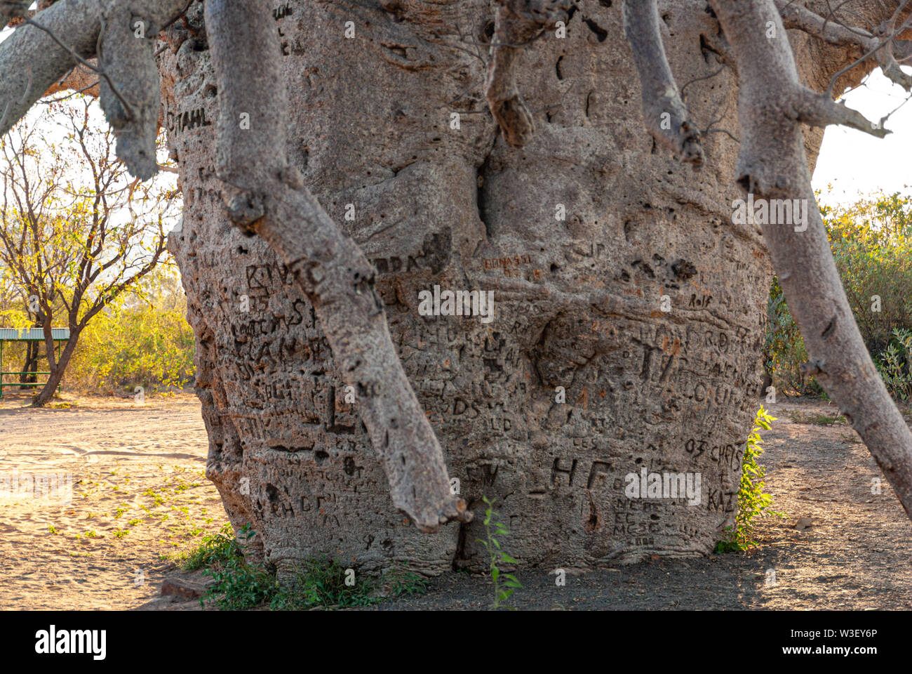 WYNDHAM BOAB PRISON TREE, NEAR WYNDHAM, WESTERN AUSTRALIA, AUSTRALIA ...
