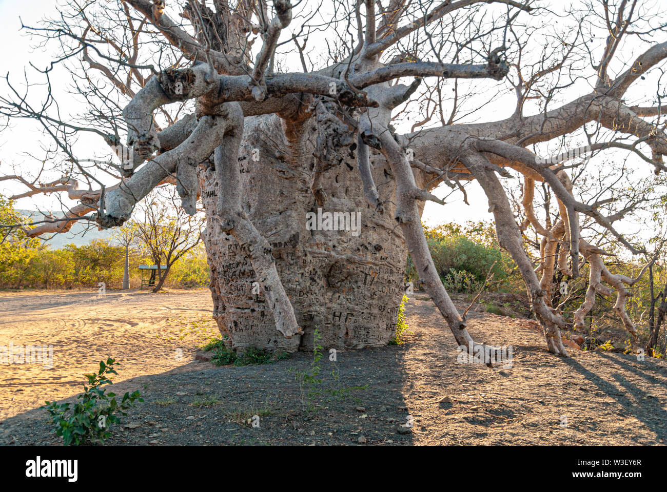 The boab prison tree hi-res stock photography and images - Alamy