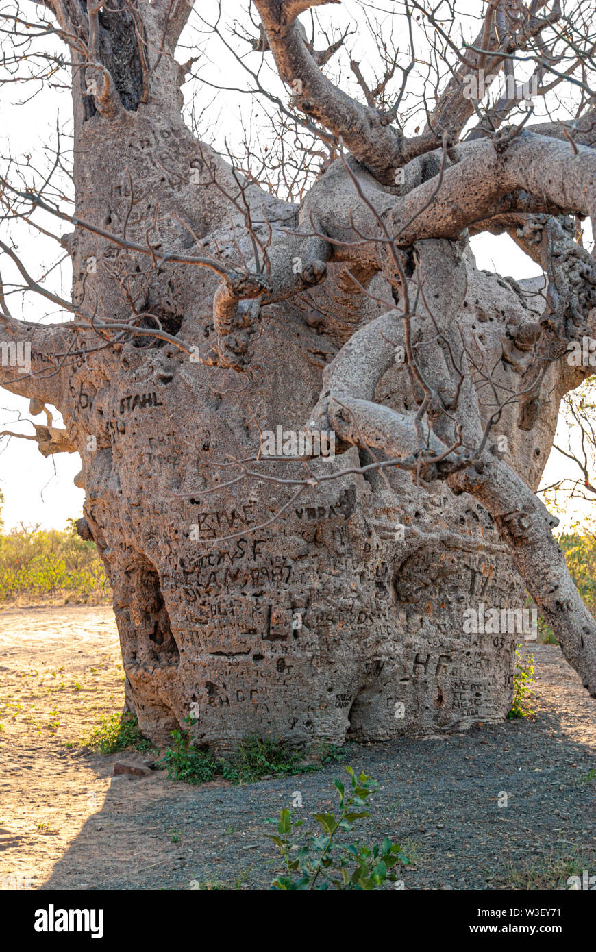 WYNDHAM BOAB PRISON TREE, NEAR WYNDHAM, WESTERN AUSTRALIA, AUSTRALIA ...