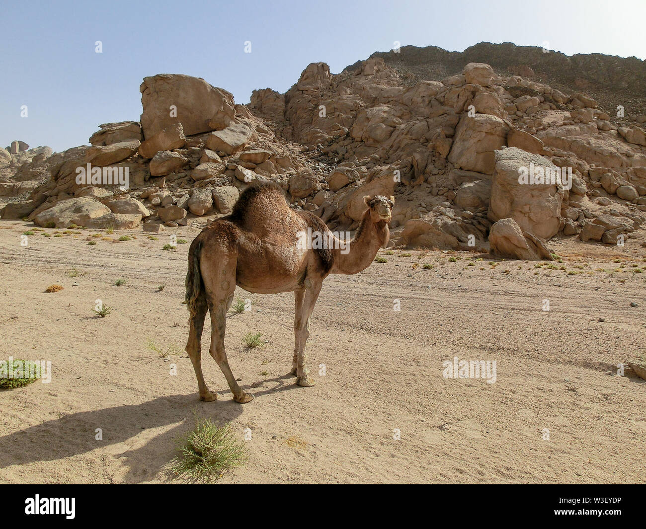 single camel in a dessert in Egypt with mountains and a lot of plastic ...