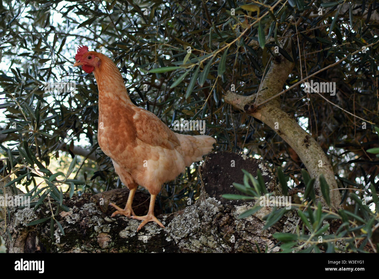 Free range chicken on olive tree branches Stock Photo - Alamy