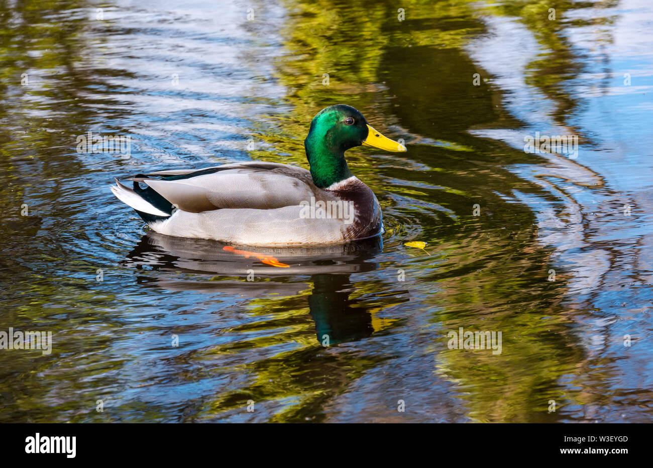 Colourful male Mallard duck, Anas platyrhynchos, in water ripple in ...