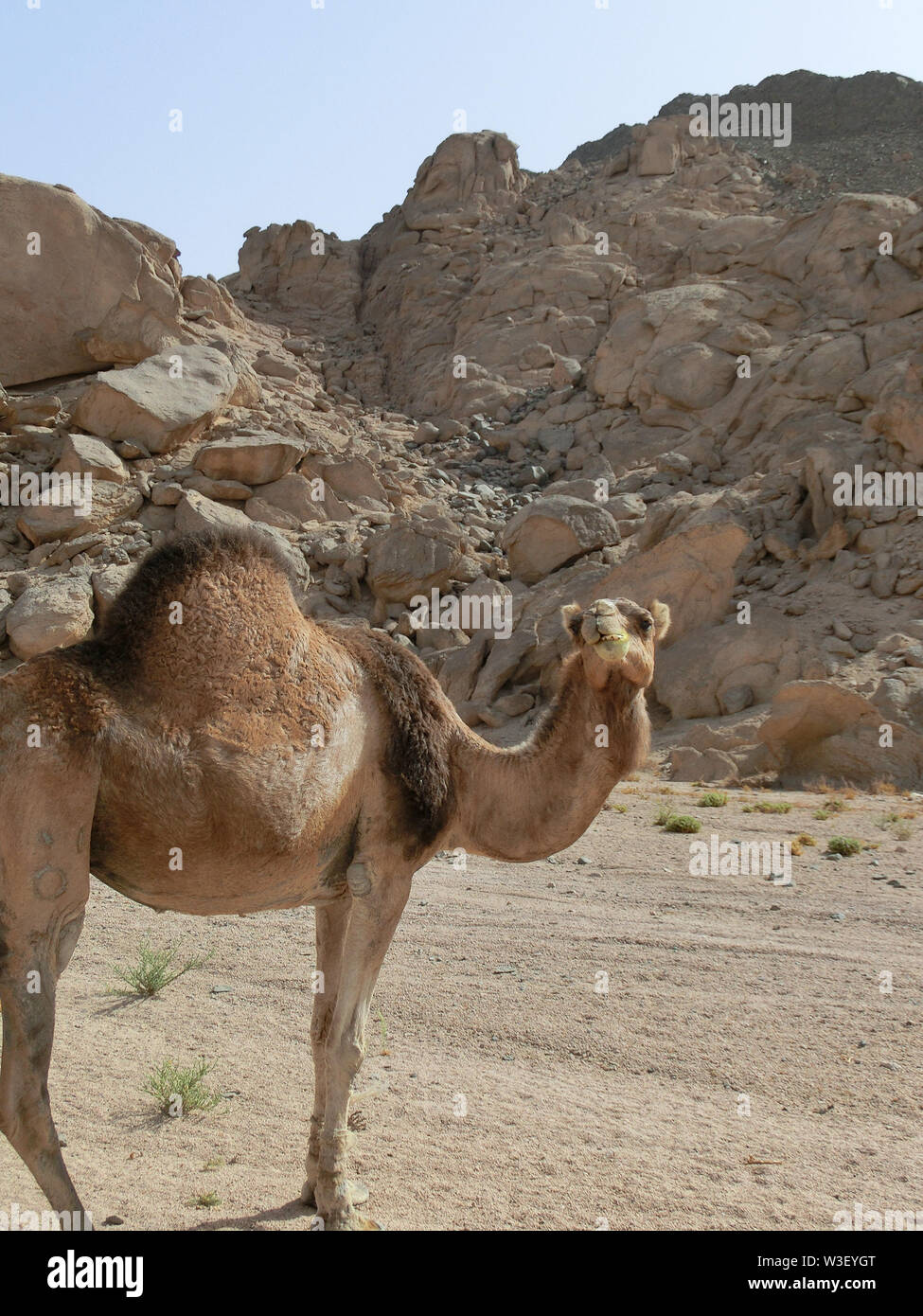 single camel in a dessert in Egypt with mountains and a lot of plastic ...