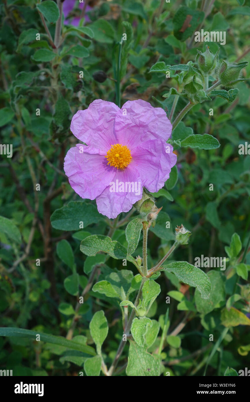 Myrrh Flower