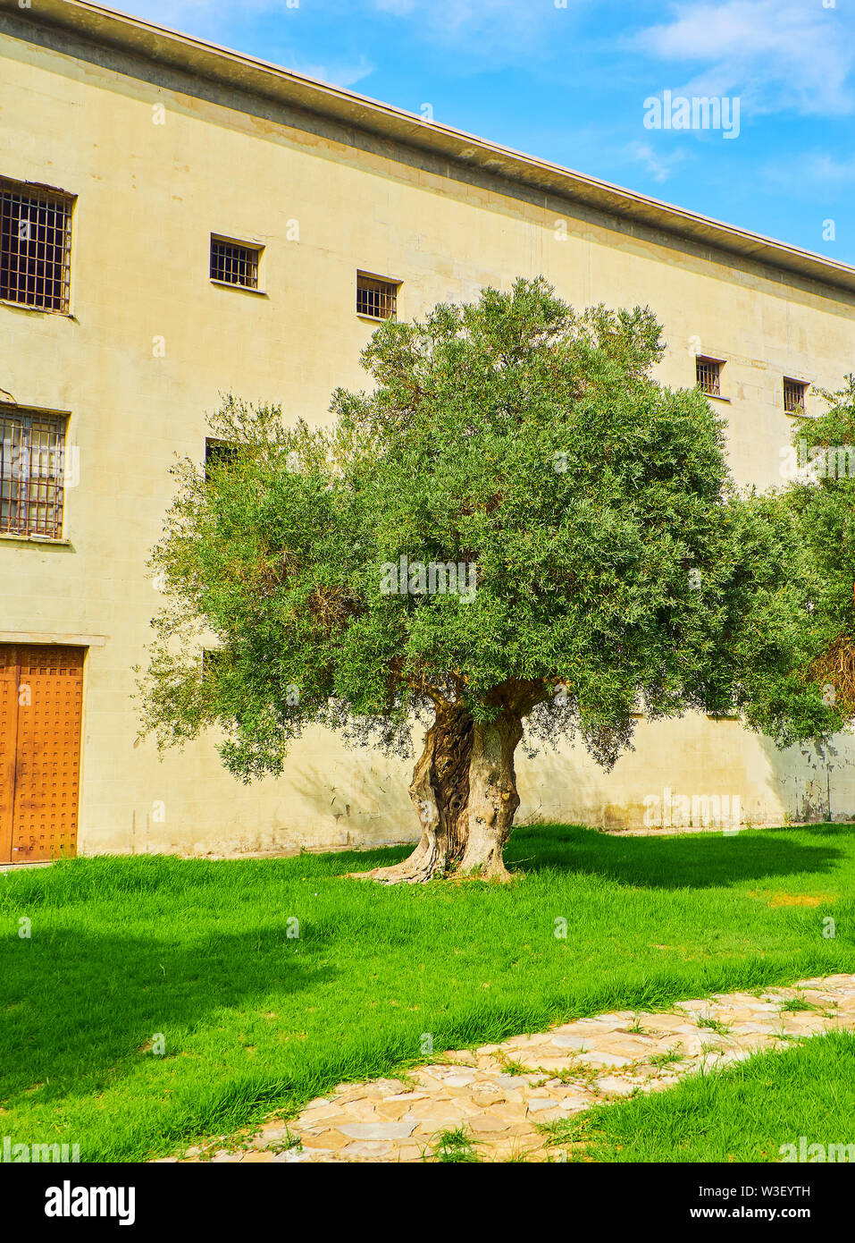 An Olive tree in a formal garden Stock Photo - Alamy