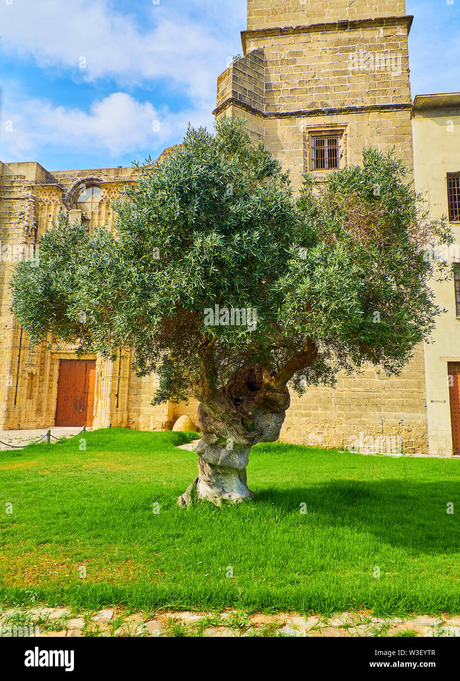 An Olive tree facing a Spanish ancient Monastery Stock Photo - Alamy
