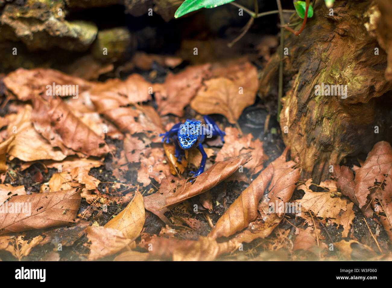 Amazon rainforest blue frog hi-res stock photography and images - Alamy