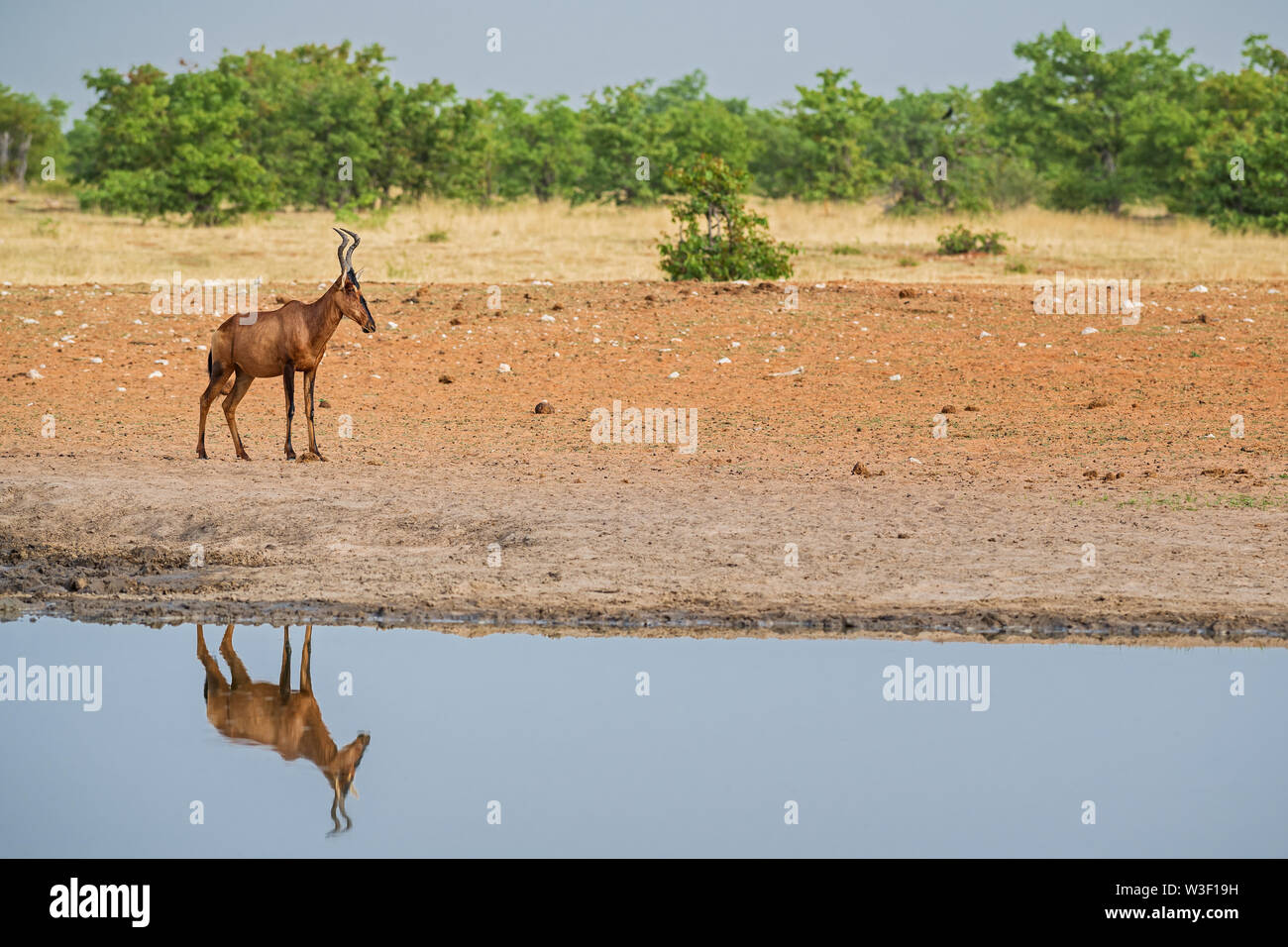 Red Hartebeest - Alcelaphus caama, large beautiful antelope from ...