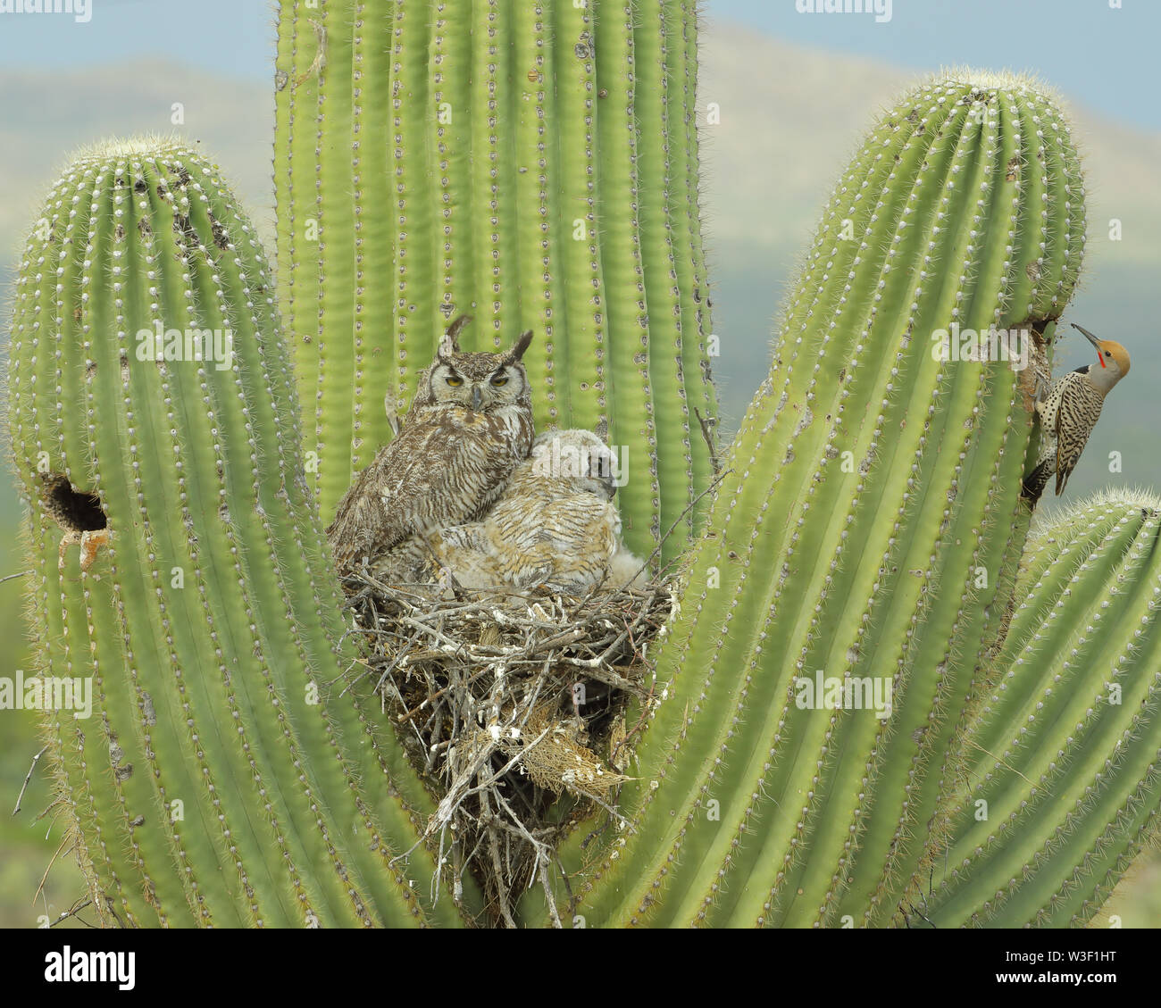 Great horned owls, Bubo virgininus, Sonoran desert, Arizona, in nest in ...