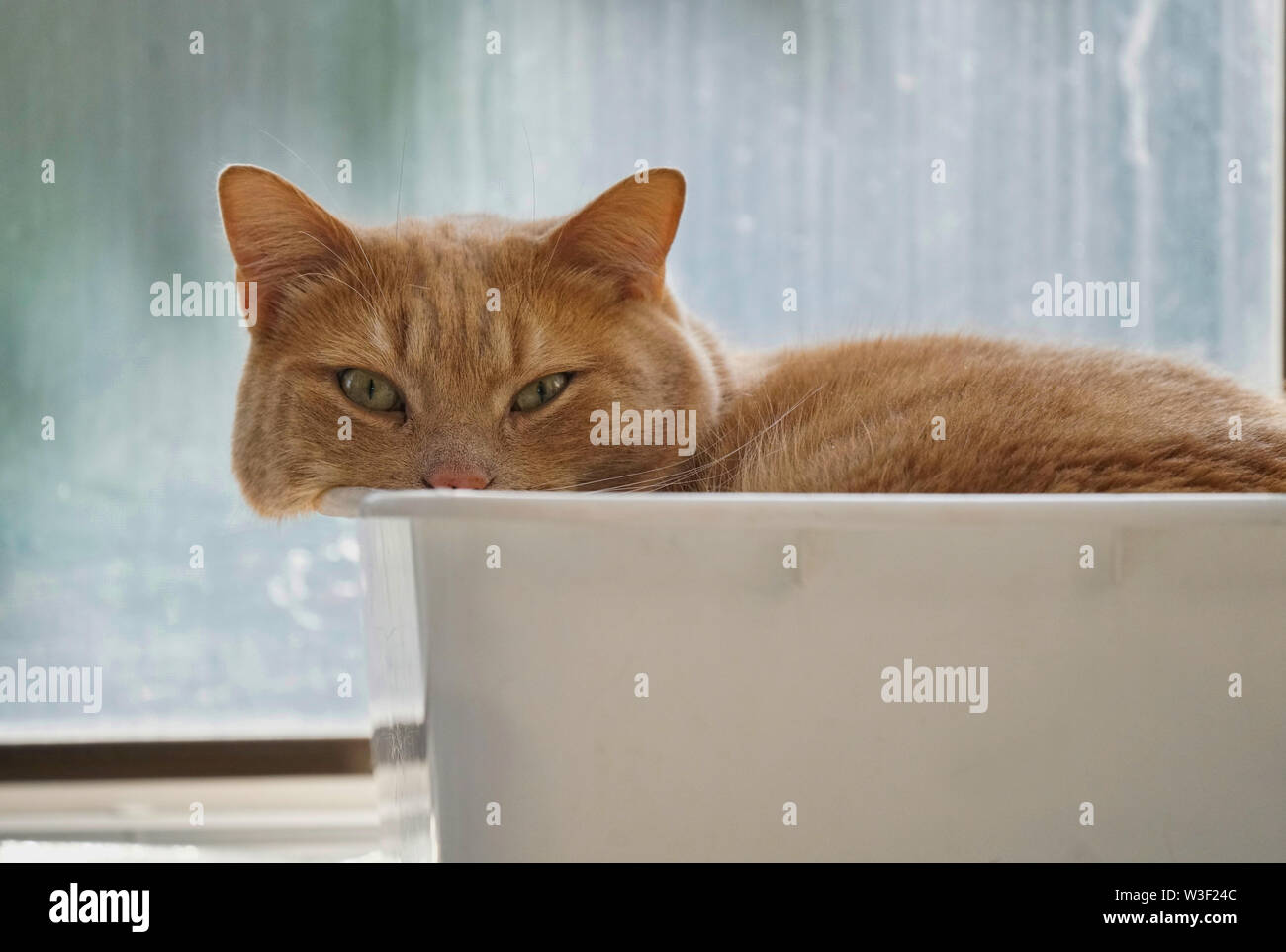 Montreal, Canada,July 10, 2019.Tabby cat resting in plastic containers ...
