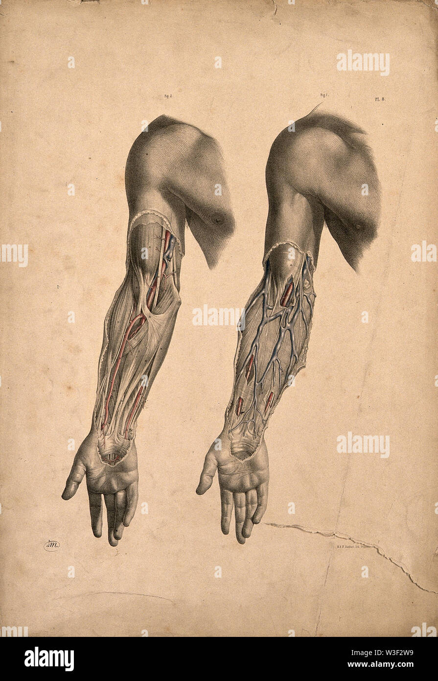 Male body anatomy muscles skeleton hi-res stock photography and images ...