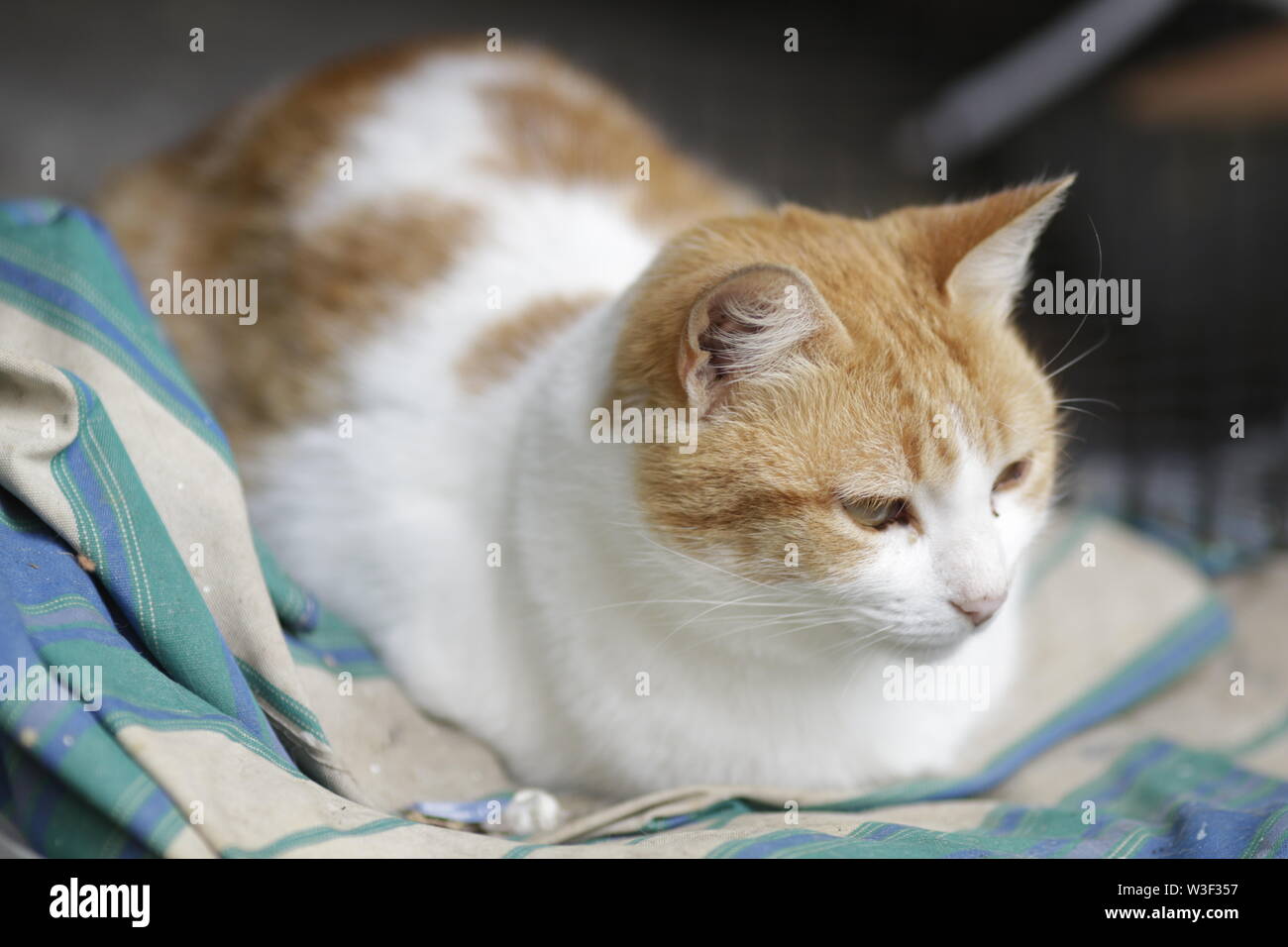 The cat (Felis catus) is a domestic species of small carnivorous mammal ...