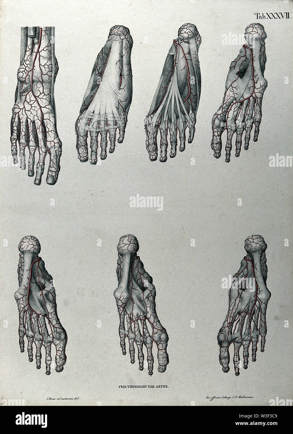 Arteries of foot hi-res stock photography and images - Alamy