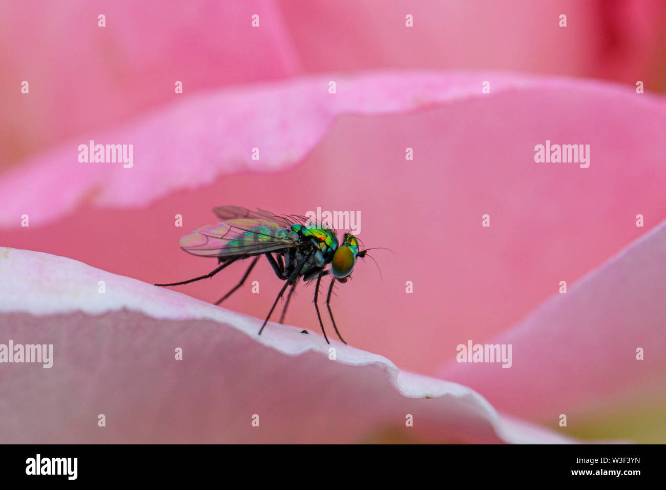 Fluorescent insects hi-res stock photography and images - Alamy