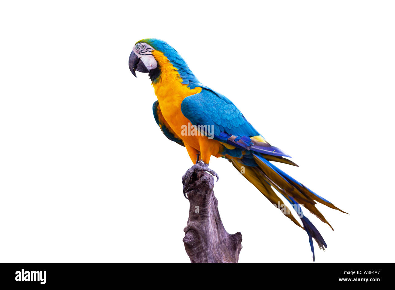 Bird Blue-and-yellow macaw standing on branches isolate white ...
