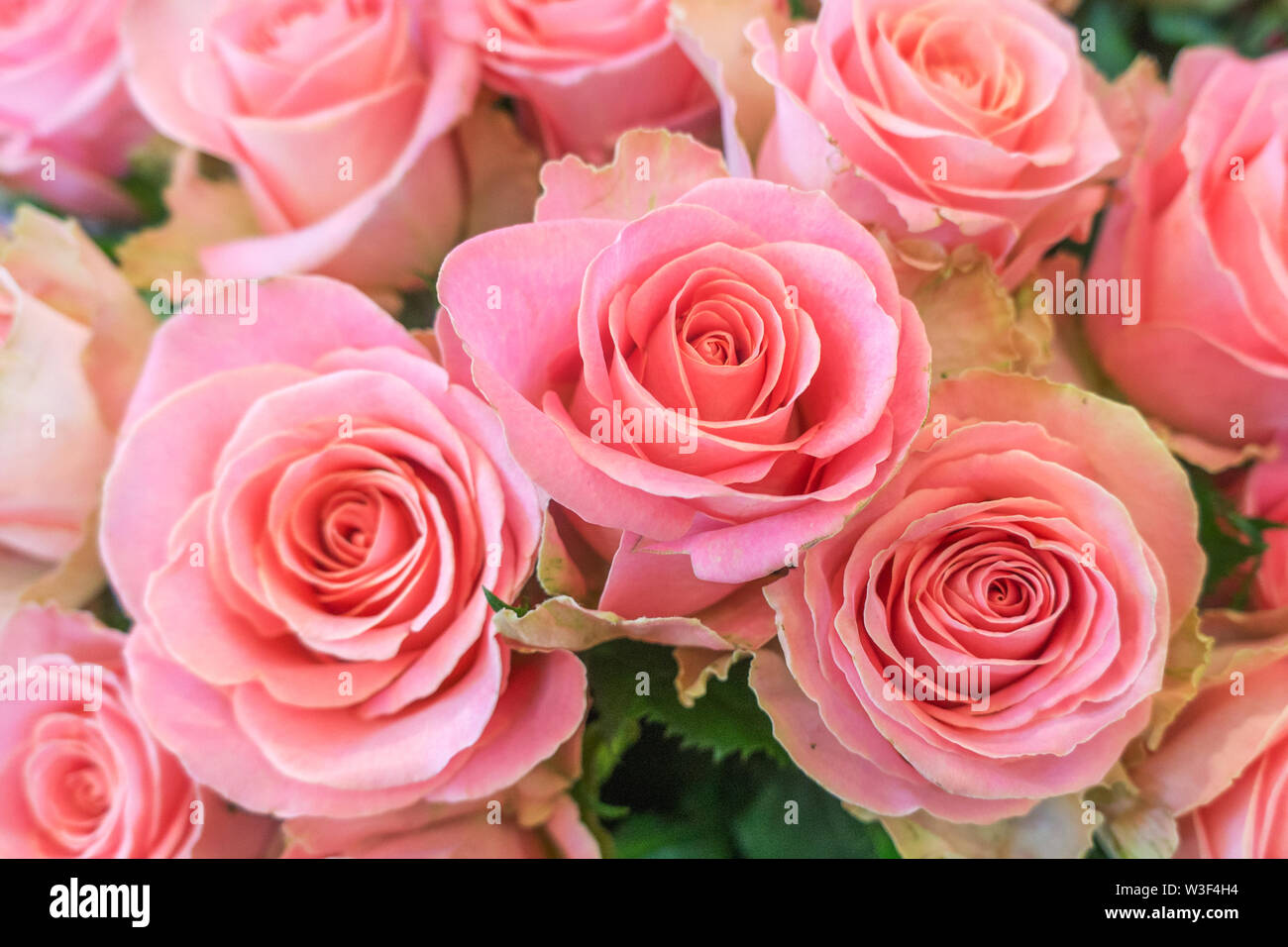 Beautiful, fresh roses, pink color Stock Photo - Alamy