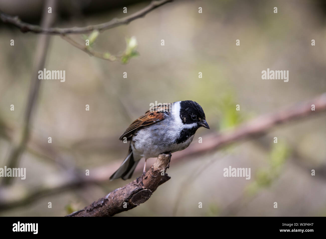 Bunting genus hi-res stock photography and images - Alamy