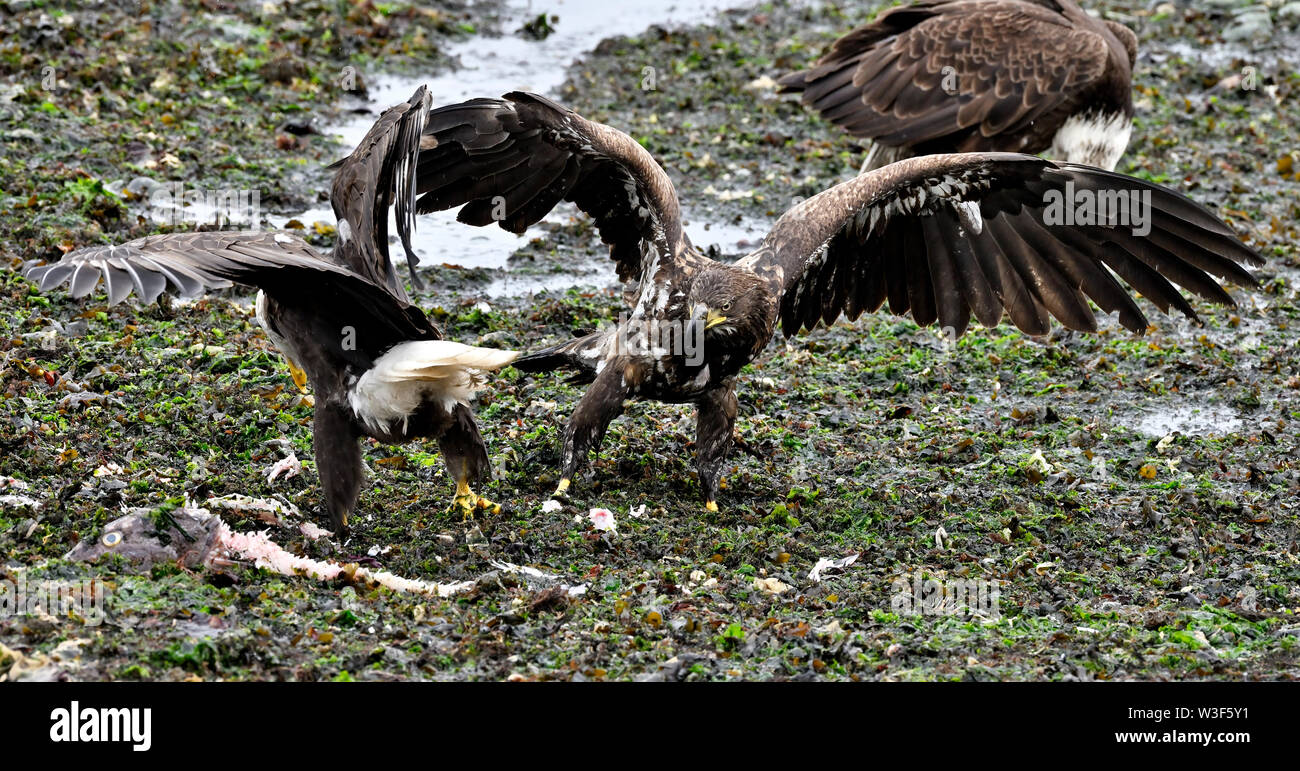 Two bald eagles fighting over hi-res stock photography and images - Alamy