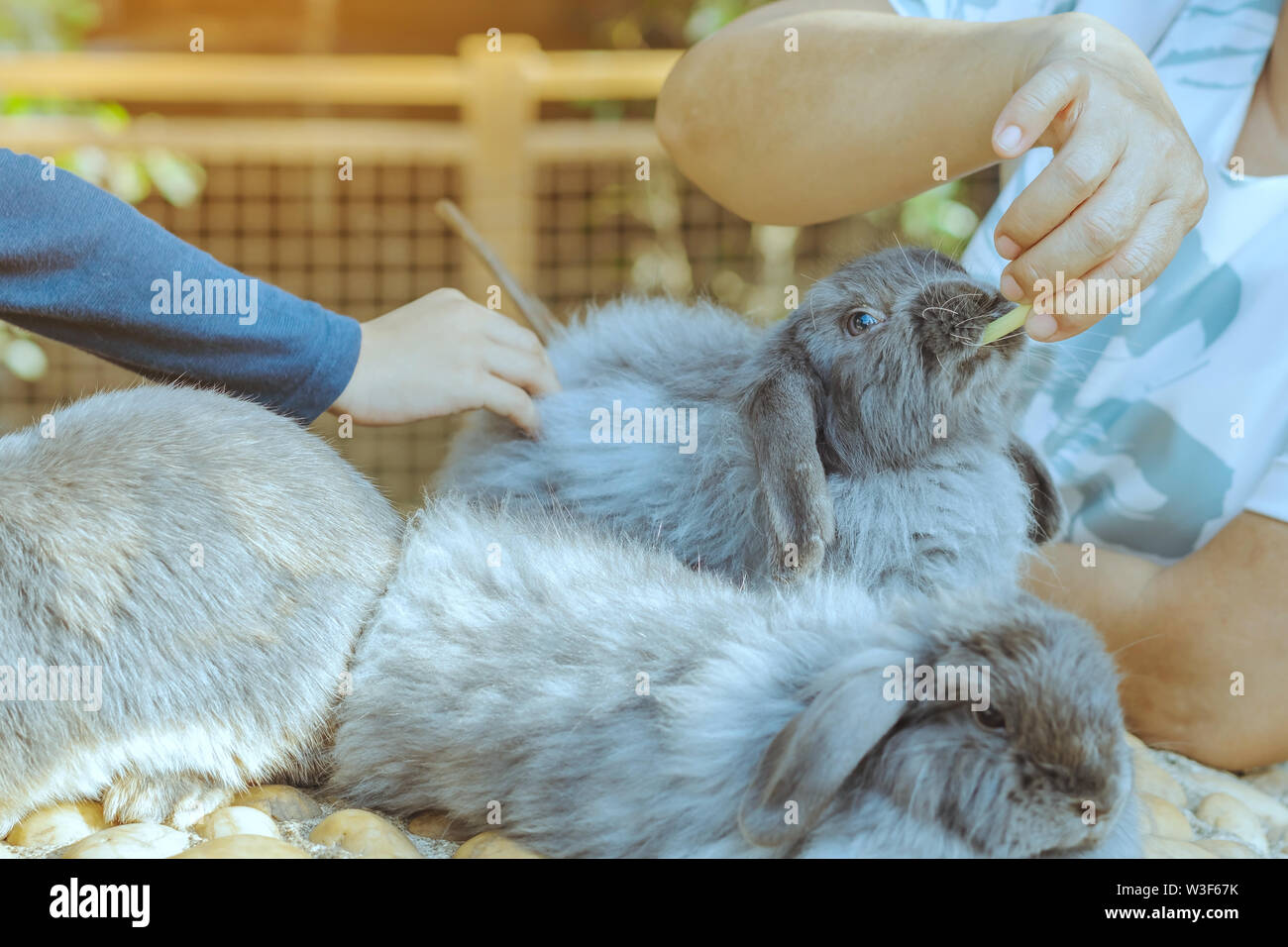Mom and son feeding and petting rabbits outside during spring time in ...