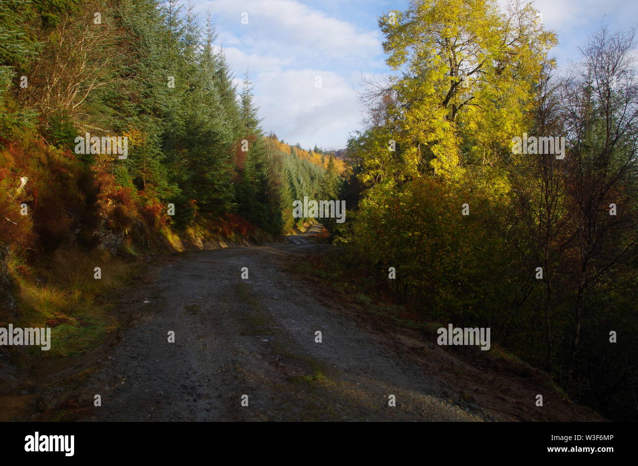 The Loch Lomond and Cowal Way. Cowal peninsula. Highlands. Scotland. UK ...