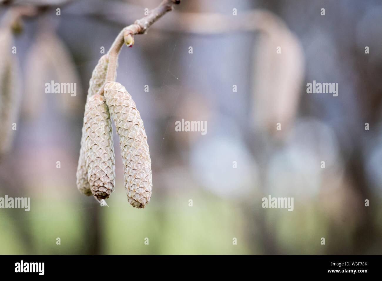 Birch family betulaceae hi-res stock photography and images - Alamy