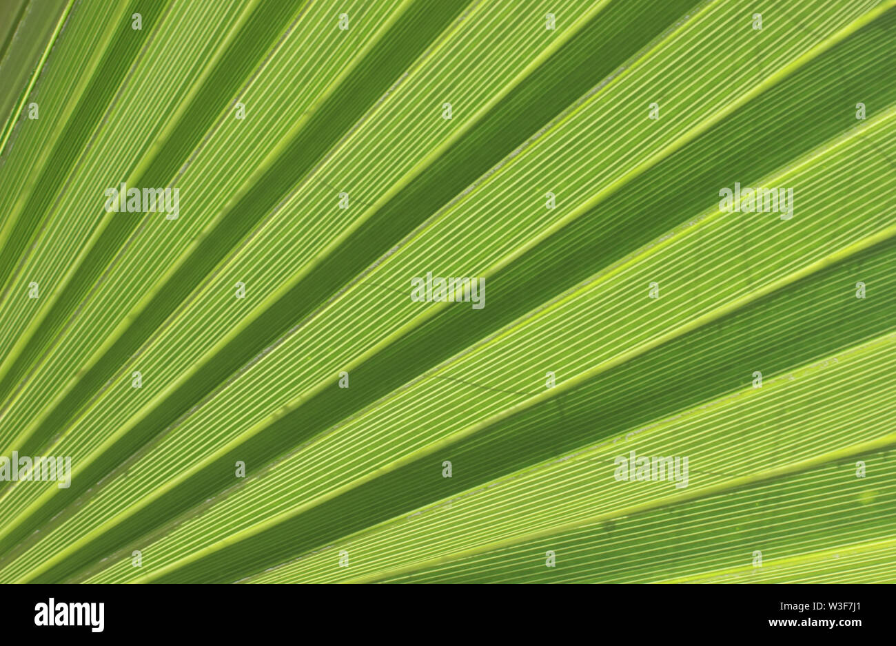Leaf of palm tree Stock Photo - Alamy
