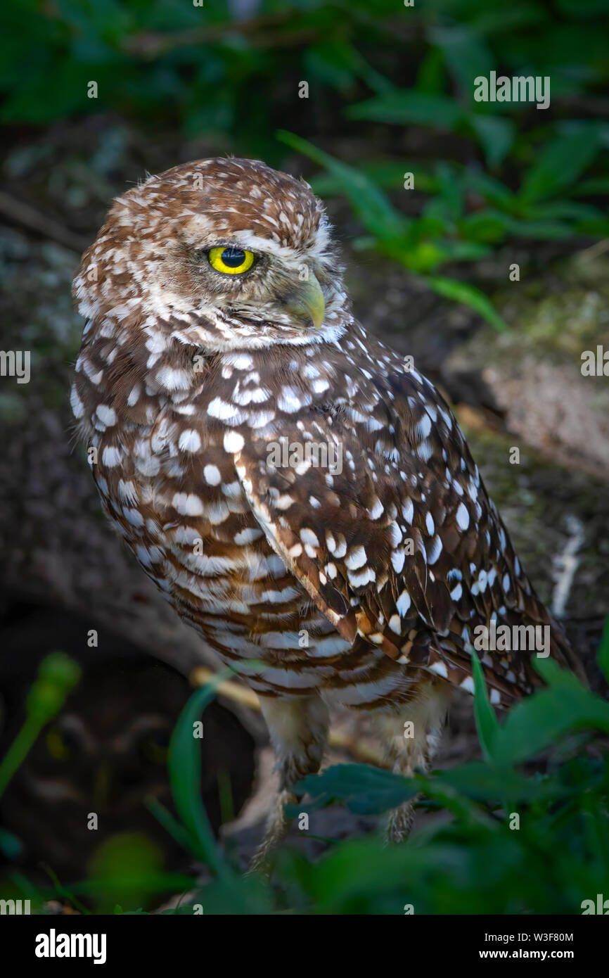 A Burrowing Owl stands close to it's underground nest at sunset ...
