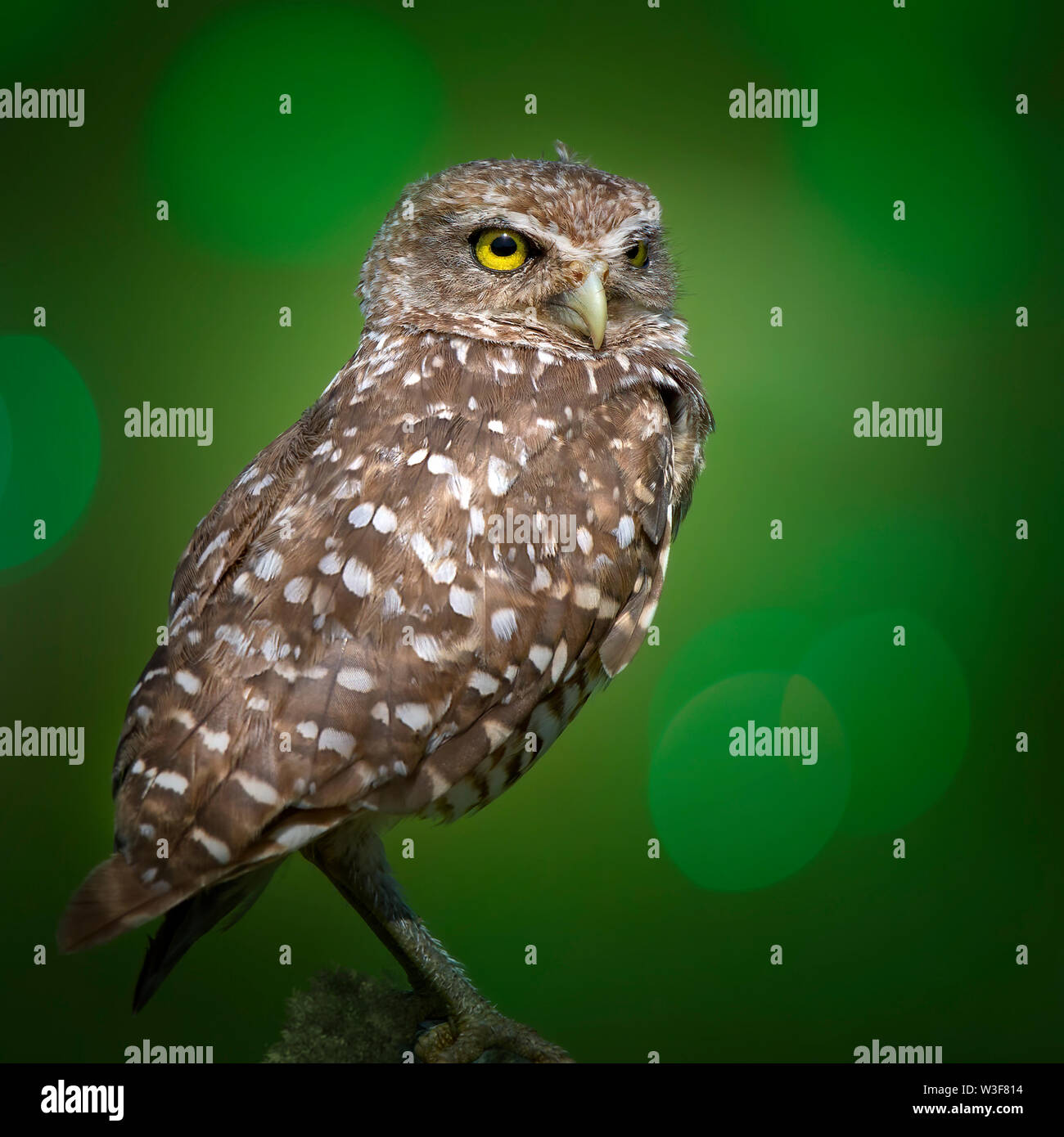 A Burrowing Owl perches on a small branch close to the ground ...