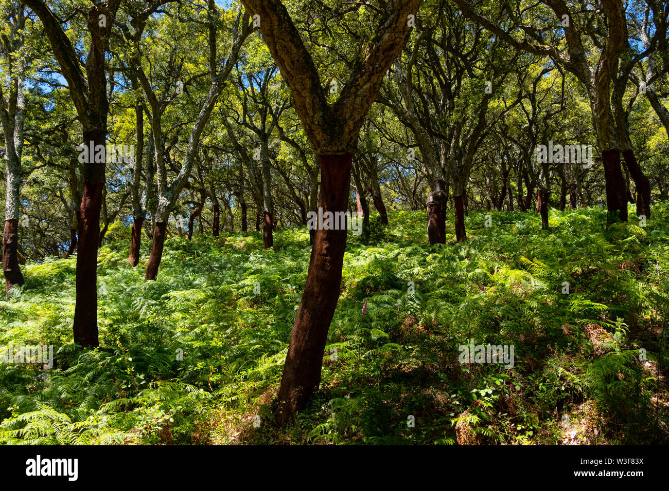 Cork oak forest hi-res stock photography and images - Alamy