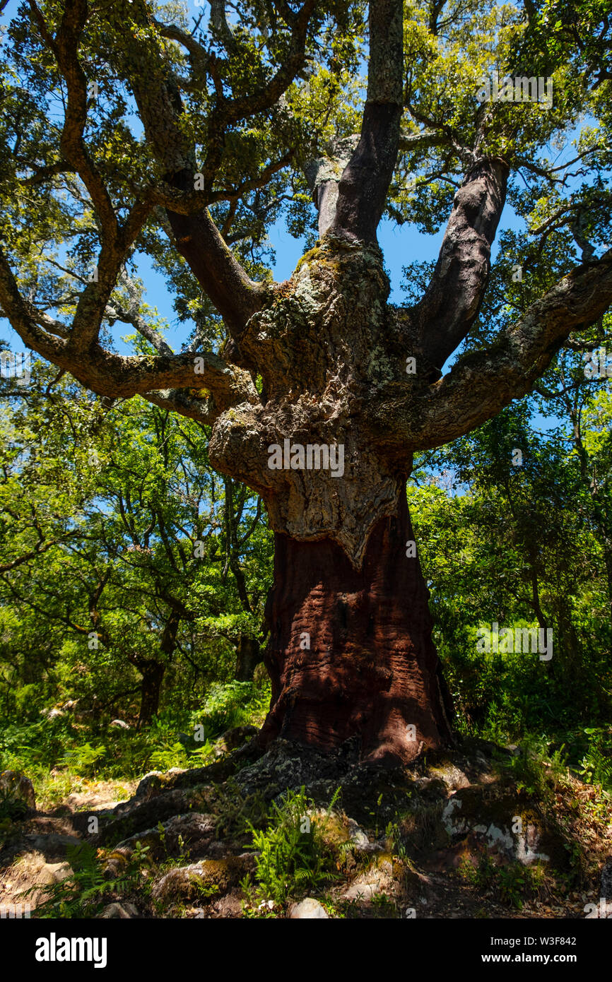 Cork oak forest hi-res stock photography and images - Alamy