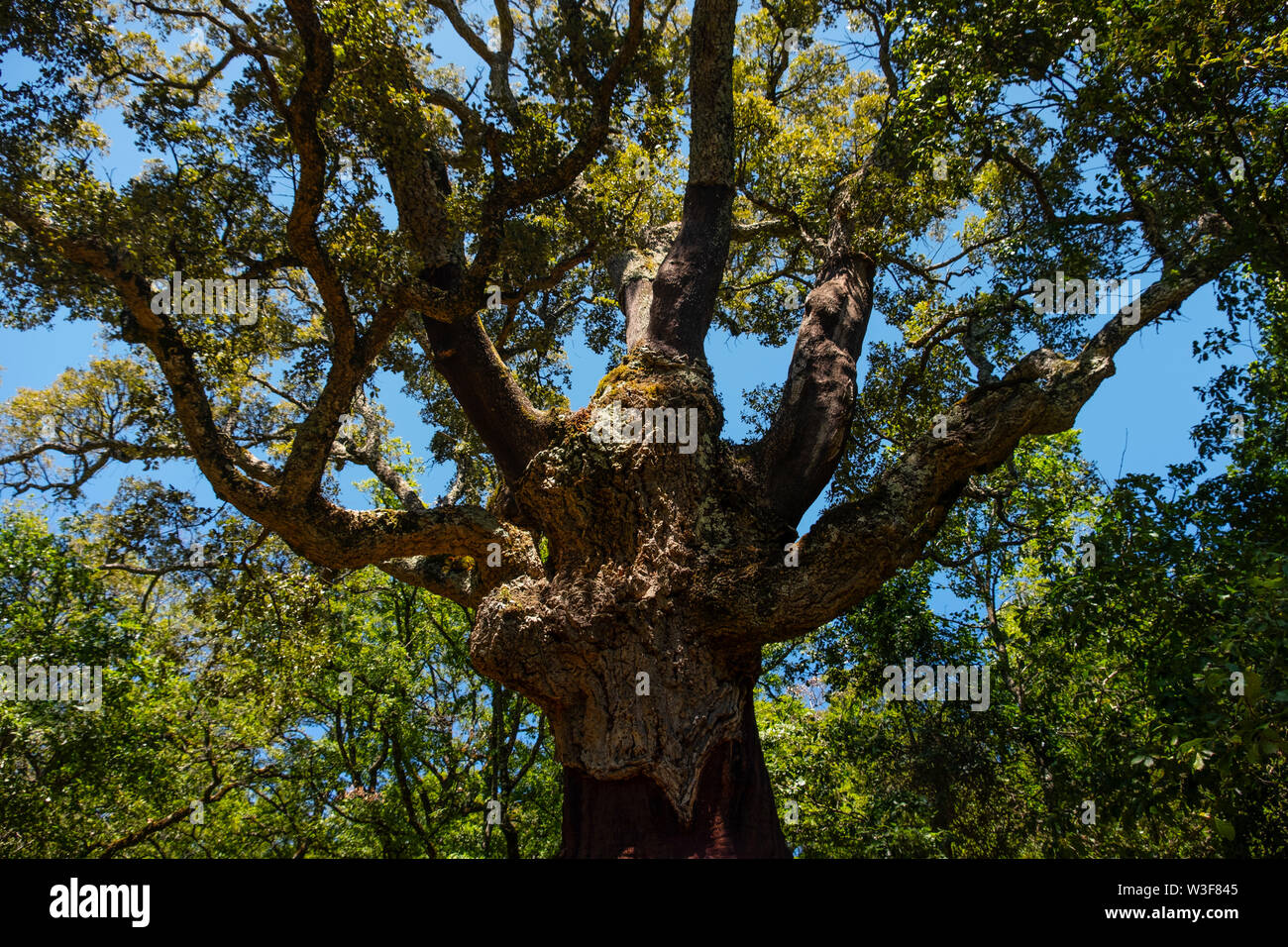 La Sauceda, cork oak forest. Los Alcornocales Natural Park, Cortes de ...