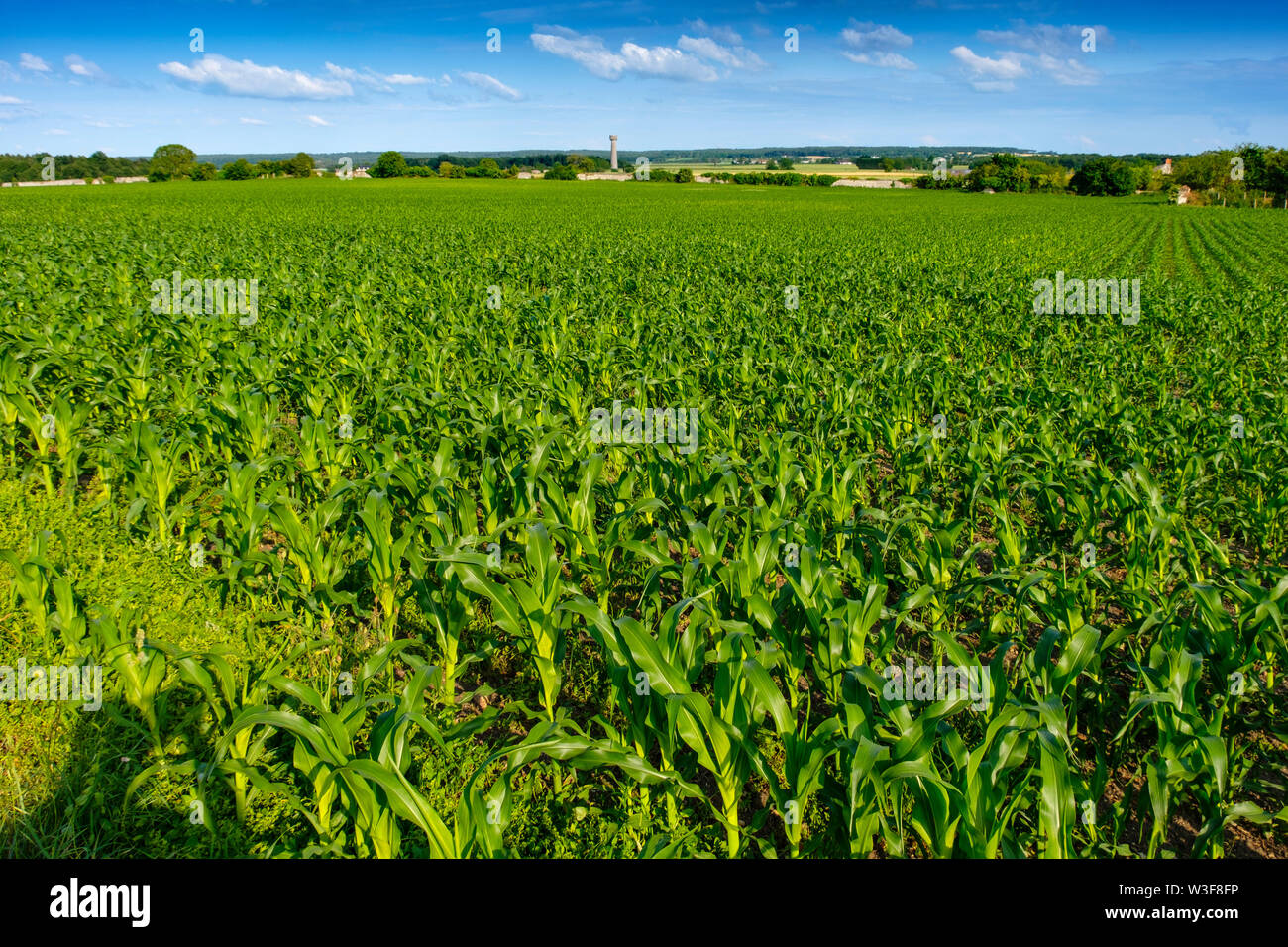Corn fields at Puygarreau castle, near Sossay. Vienne, Poitou Charente ...