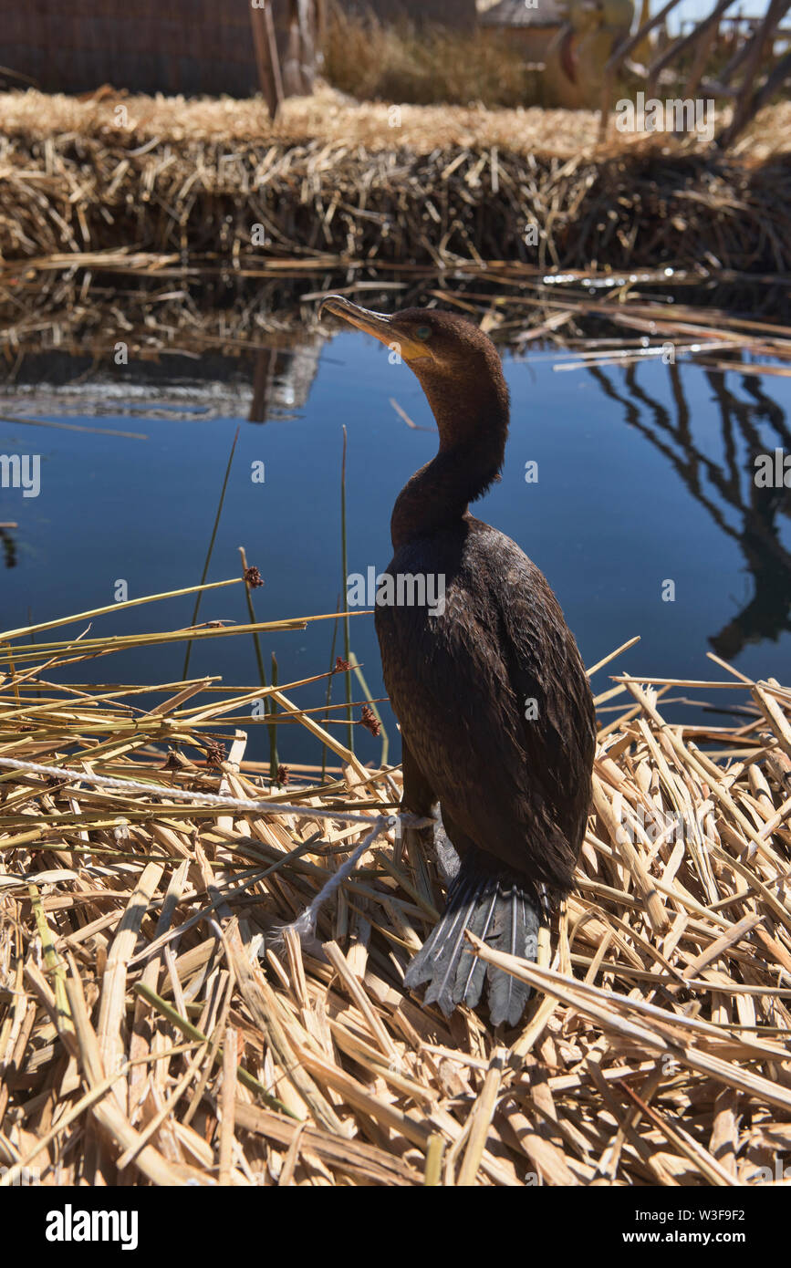 Captive cormorant, Uros islands, Lake Titicaca, Puno, Peru Stock Photo ...