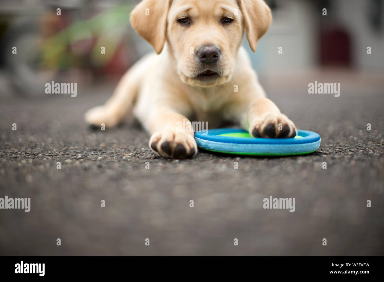 Labrador puppy playing hi-res stock photography and images - Alamy