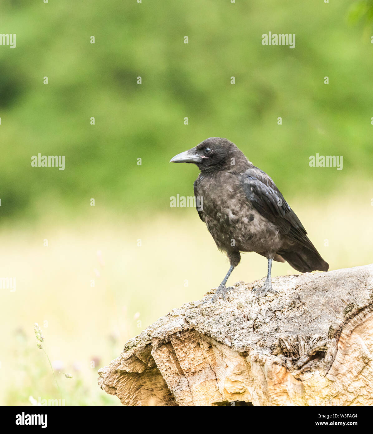 Raven on tree stump hi-res stock photography and images - Alamy
