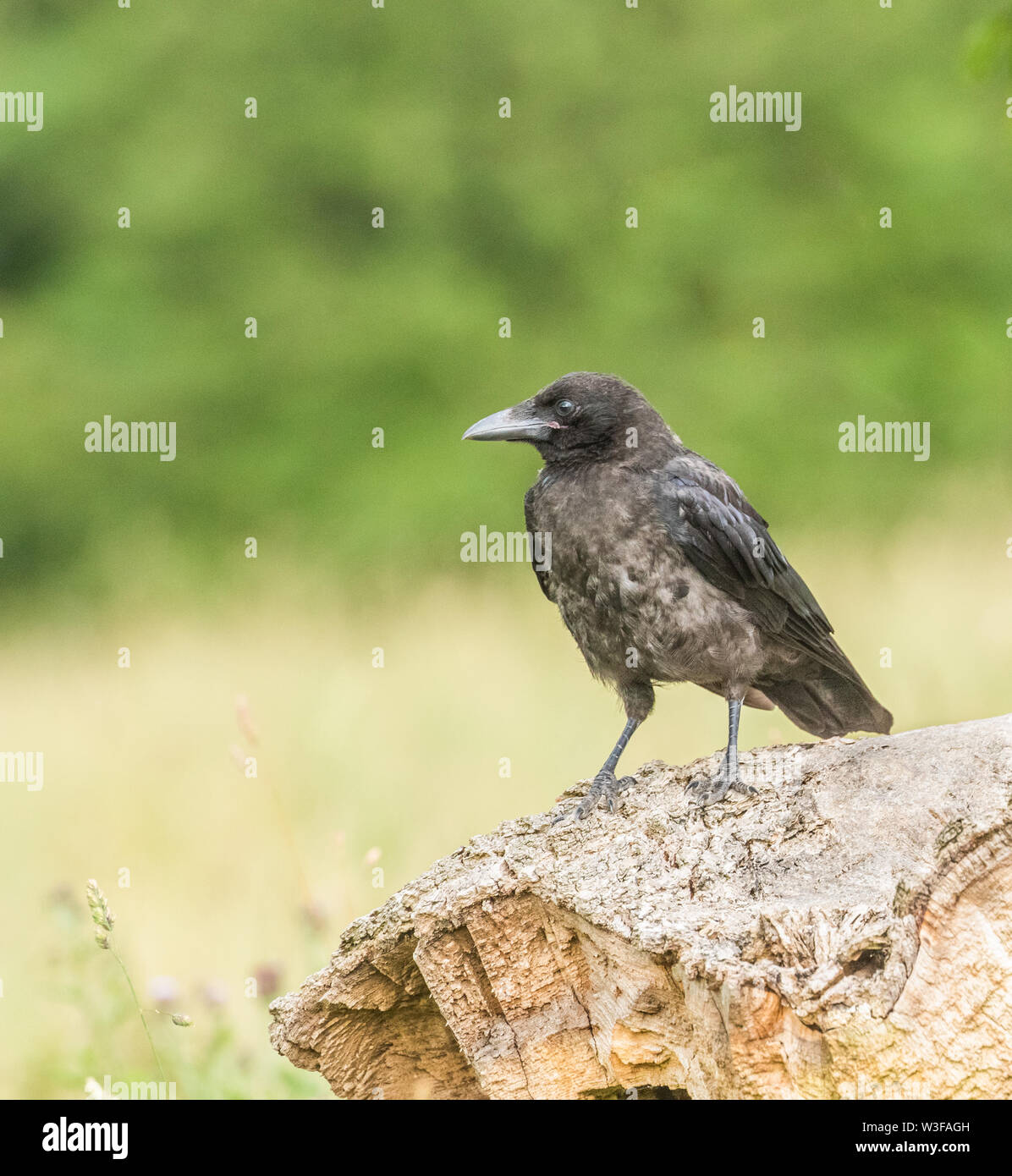 A single crow (Corvus corone) standing on a dead tree stump with copy ...