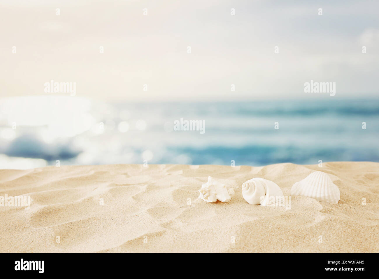 Empty sand beach and shells in front of summer sea background with copy ...